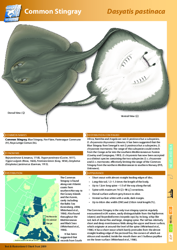 (PDF) Common stingray st factsheet