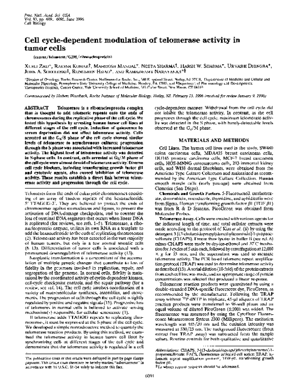 (PDF) Cell Cycle-Dependent Modulation of Telomerase Activity in Tumor Cells