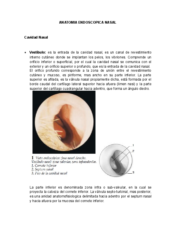 (DOC) ANATOMIA ENDOSCOPICA NASAL