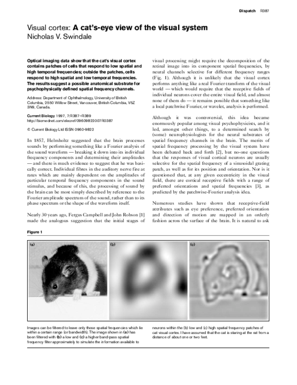 (PDF) Visual cortex: A cat's-eye view of the visual system