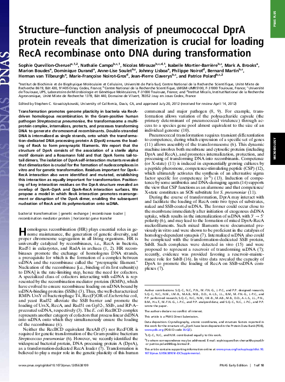 (PDF) Structure-function analysis of pneumococcal DprA protein reveals ...