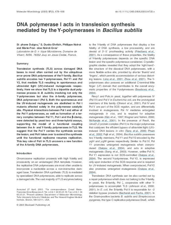(PDF) DNA polymerase I acts in translesion synthesis mediated by the Y ...