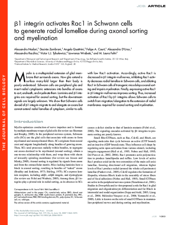 (PDF) 1 integrin activates Rac1 in Schwann cells to generate radial ...