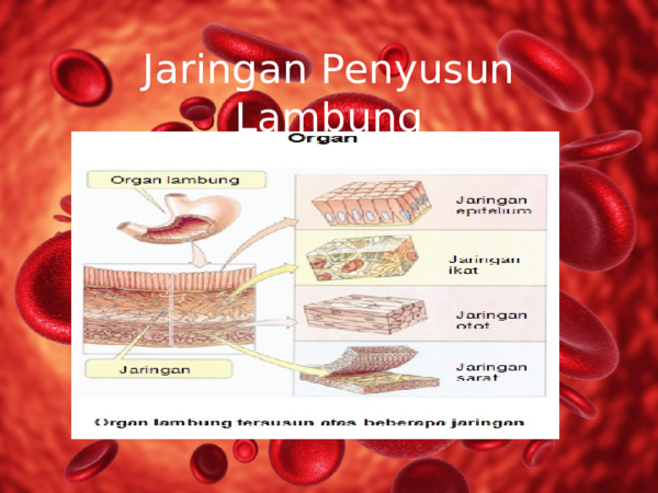 Jaringan Penyusun Lambung - Perumperindo.co.id