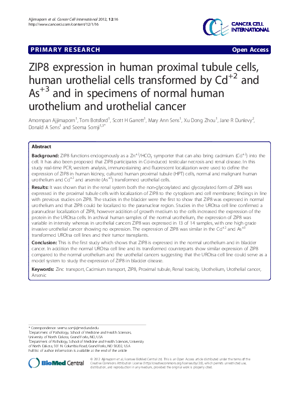 (PDF) ZIP8 expression in human proximal tubule cells, human urothelial ...