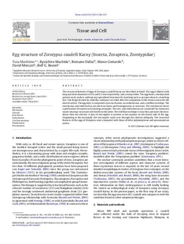(PDF) Egg structure of Zorotypus caudelli Karny (Insecta, Zoraptera ...
