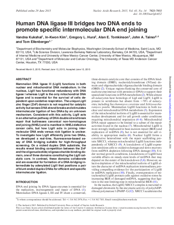 (PDF) Human DNA ligase III bridges two DNA ends to promote specific ...