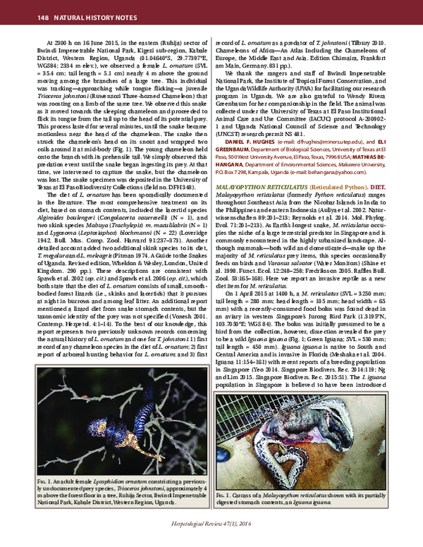 (PDF) MALAYOPYTHON RETICULATUS (Reticulated Python). DIET.