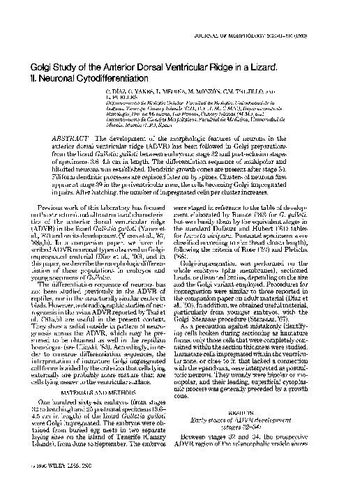 (PDF) Golgi study of the anterior dorsal ventricular ridge in a lizard ...