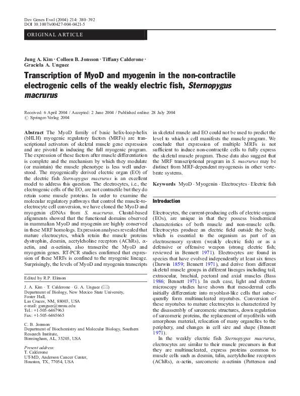 (PDF) Transcription of MyoD and myogenin in the non-contractile ...
