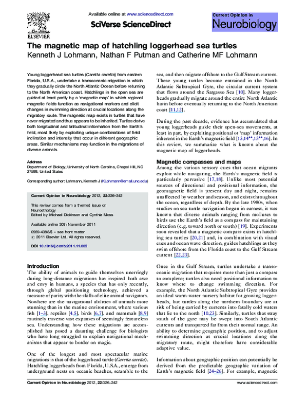 (PDF) THE MAGNETIC MAP OF HATCHLING LOGGERHEAD SEA TURTLES