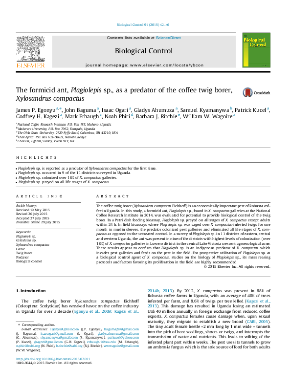 (PDF) The formicid ant, Plagiolepis sp., as a predator of the coffee ...