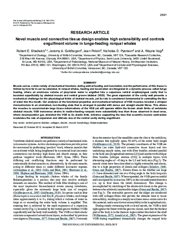 (PDF) Novel muscle and connective tissue design enables high ...