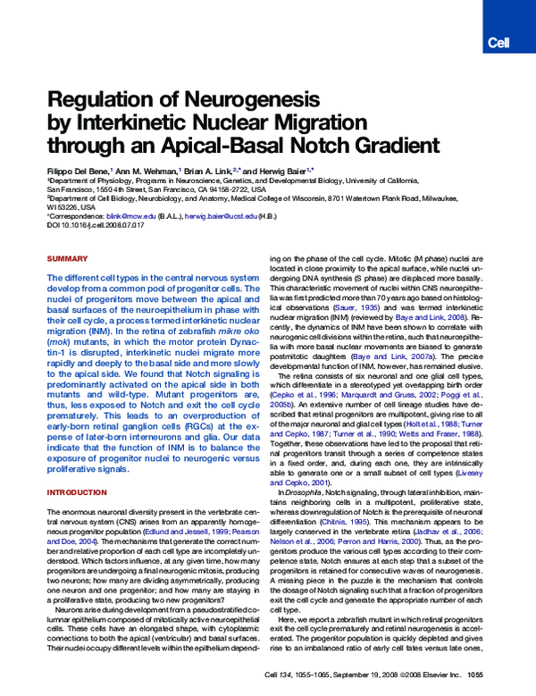 (PDF) Regulation of Neurogenesis by Interkinetic Nuclear Migration ...