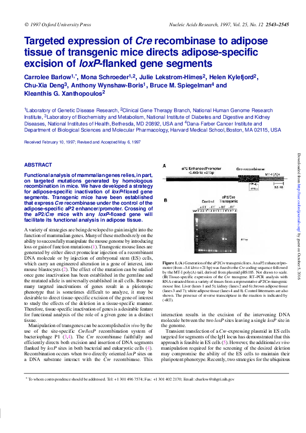 (PDF) Targeted expression of Cre recombinase to adipose tissue of ...