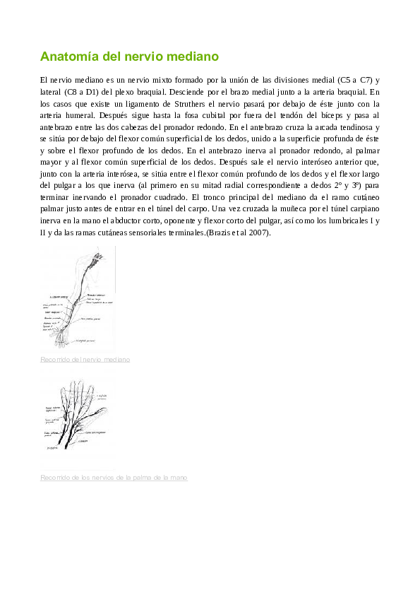 Anatomía Del Nervio Mediano