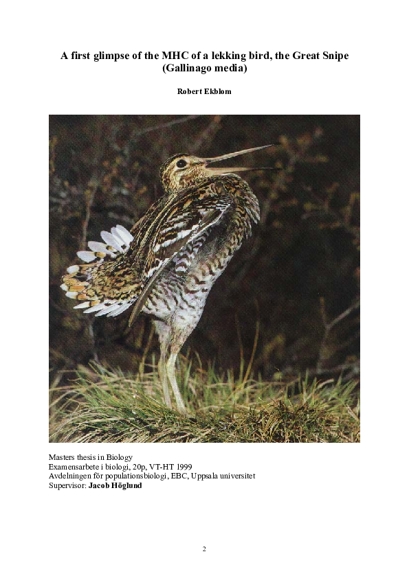 (PDF) A first glimpse of the MHC of a lekking bird, the Great Snipe ...