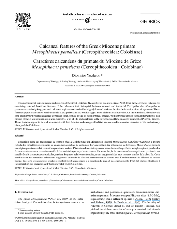 Calcaneal features of the Greek Miocene primate Mesopithecus pentelicus ...