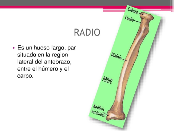 (PPT) Anatomia del radio