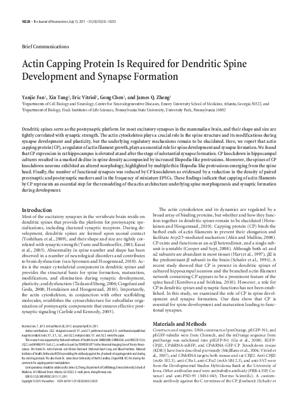 (PDF) Actin Capping Protein Is Required for Dendritic Spine Development ...