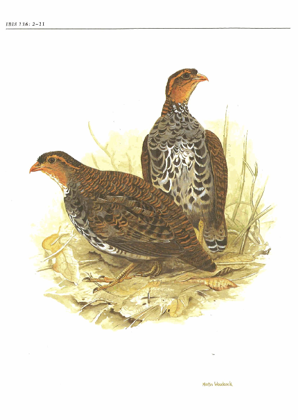 (PDF) A new genus and species of perdicine bird (Phasianidae, Perdicini) from Tanzania; a relict ...