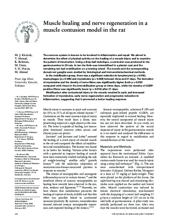 (PDF) Muscle healing and nerve regeneration in a muscle contusion model ...