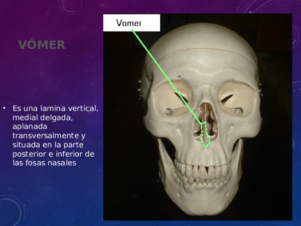 (PPT) VOMER