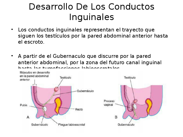 (PPT) Desarrollo De Los Conductos Inguinales Sergio