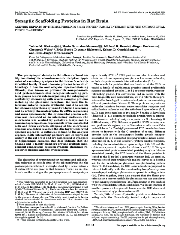 (PDF) Synaptic Scaffolding Proteins in Rat Brain. ANKYRIN REPEATS OF ...