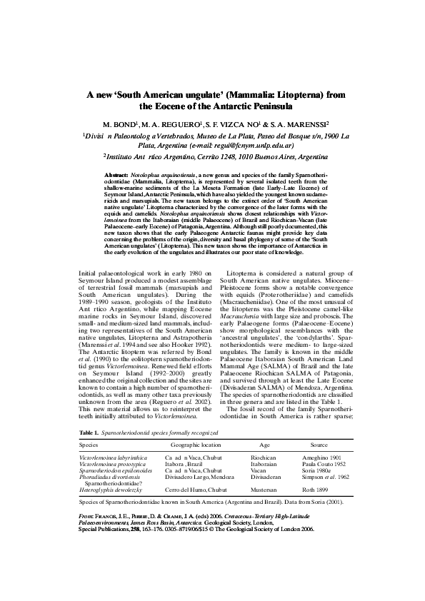 (PDF) A new 'South American ungulate' (Mammalia: Litopterna) from the ...