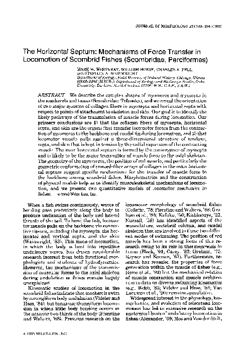 (PDF) The horizontal septum: Mechanisms of force transfer in locomotion ...