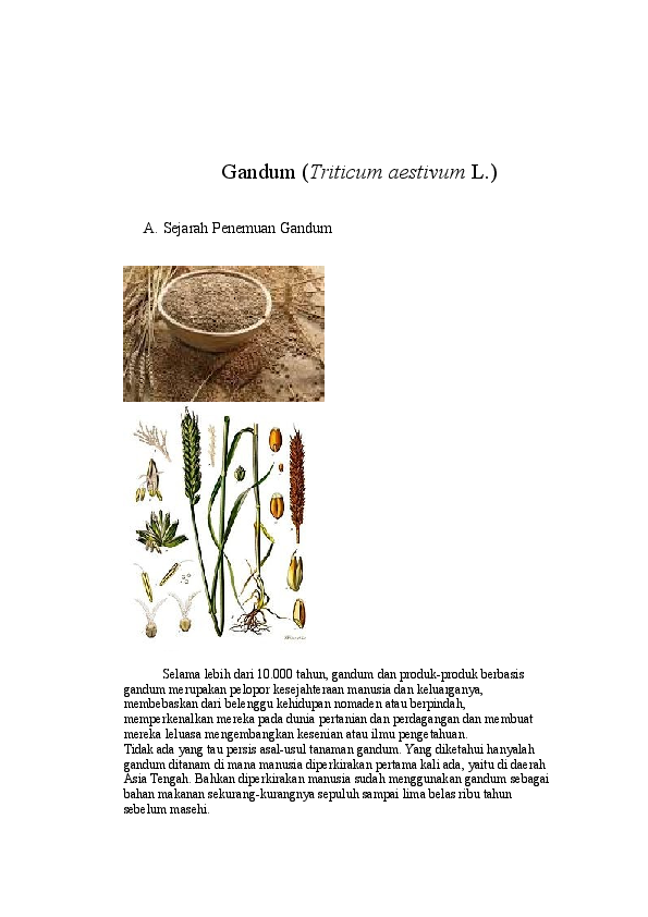 (DOC) Gandum (Triticum aestivum L