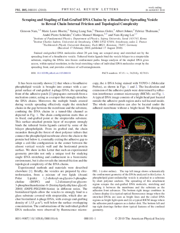 (PDF) Scraping and Stapling of End-Grafted DNA Chains by a Bioadhesive ...