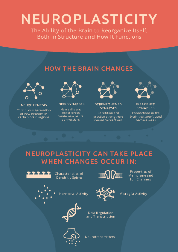 (PDF) NEUROPLASTICITY CAN TAKE PLACE WHEN CHANGES OCCUR IN