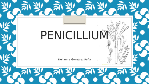 Ppt Penicillium