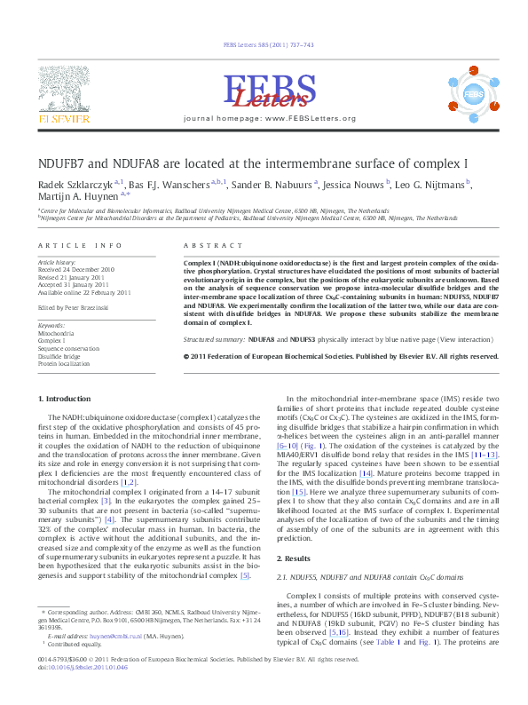 (PDF) NDUFB7 and NDUFA8 are located at the intermembrane surface of ...