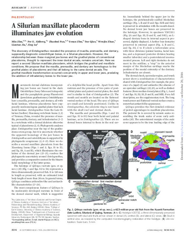 (PDF) Qilinyu rostrata: Silurian Fish from China Sheds Light on Jaw ...