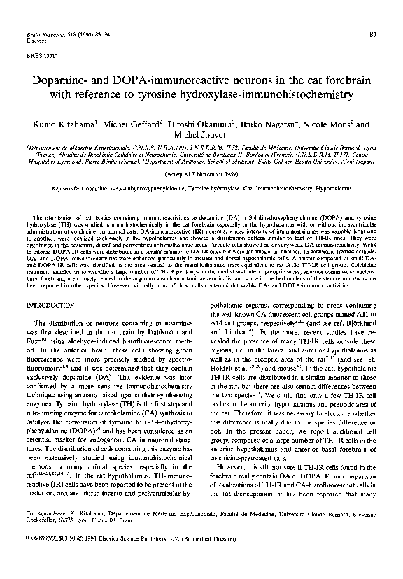 (PDF) Dopamine- and DOPA-immunoreactive neurons in the cat forebrain ...