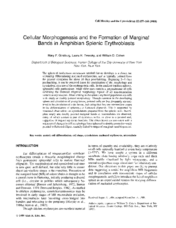 (PDF) Cellular morphogenesis and the formation of marginal bands in ...