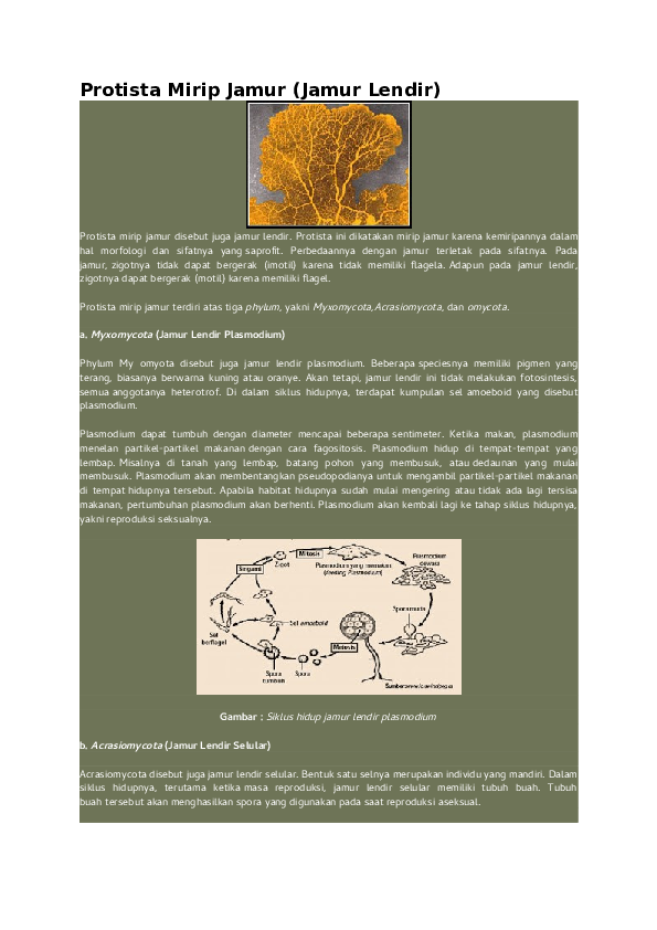 (DOC) Protista Mirip Jamur | Alvin Cell - Academia.edu