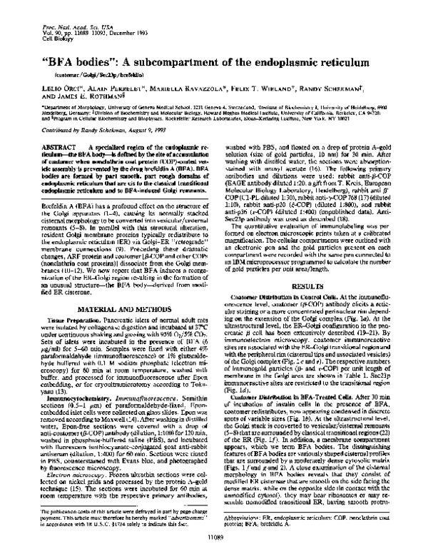(PDF) BFA Bodies": A Subcompartment of the Endoplasmic Reticulum