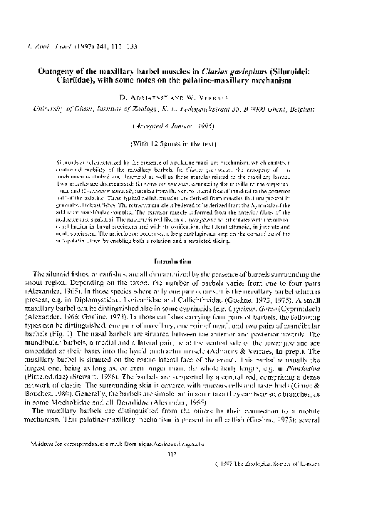 (PDF) Ontogeny of the maxillary barbel muscles in Clarias gariepinus ...