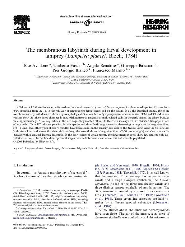 (PDF) The membranous labyrinth during larval development in lamprey ...