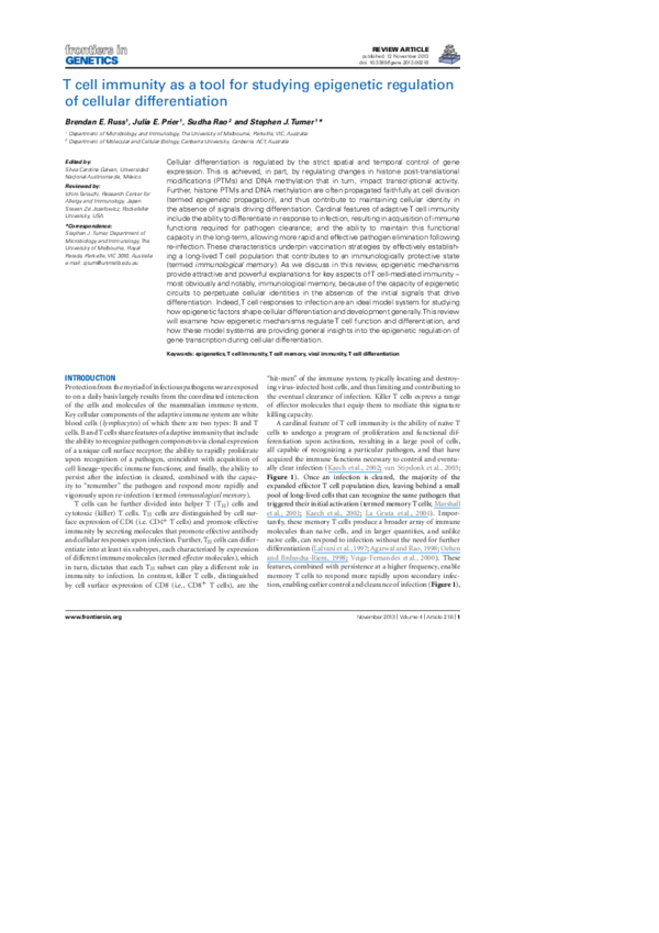 (PDF) T cell immunity as a tool for studying epigenetic regulation of cellular differentiation