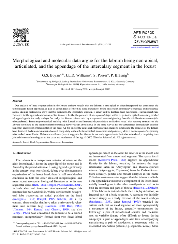 (PDF) Morphological and molecular data argue for the labrum being non ...