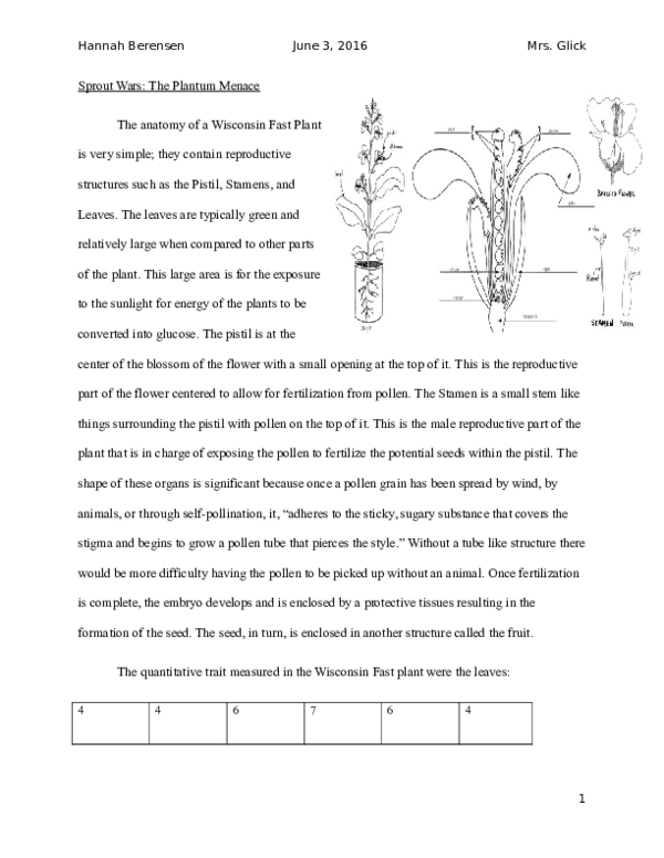 (DOC) The anatomy of a Wisconsin Fast Plant is very simple
