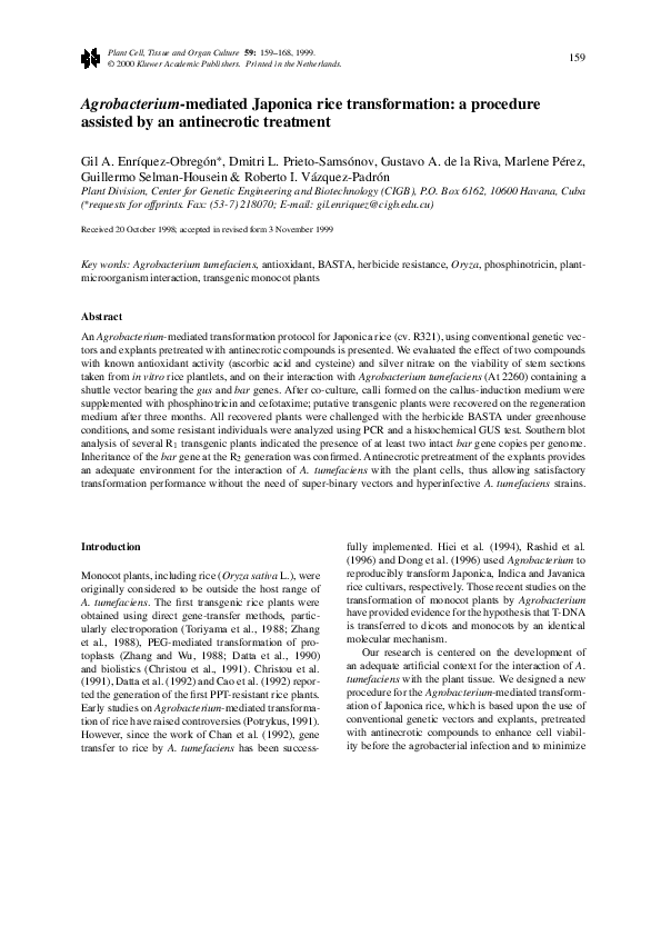 (PDF) Agrobacterium-mediated Japonica rice transformation: a procedure ...