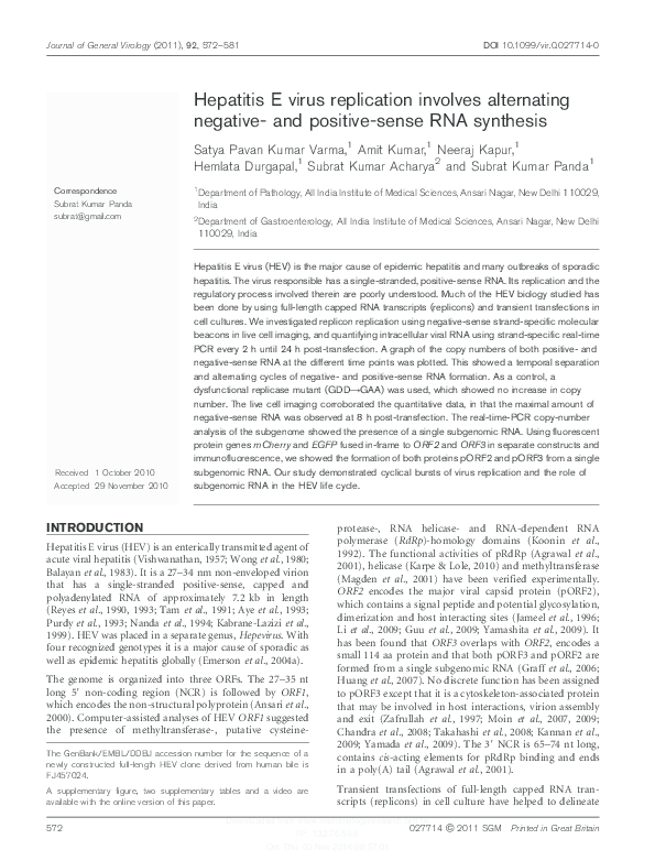 (PDF) Hepatitis E virus replication involves alternating negative- and ...