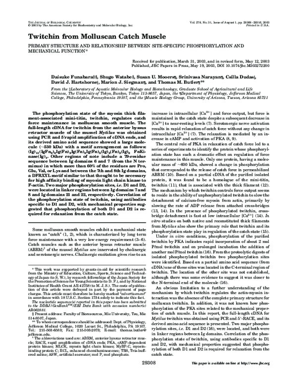 (PDF) Twitchin from Molluscan Catch Muscle