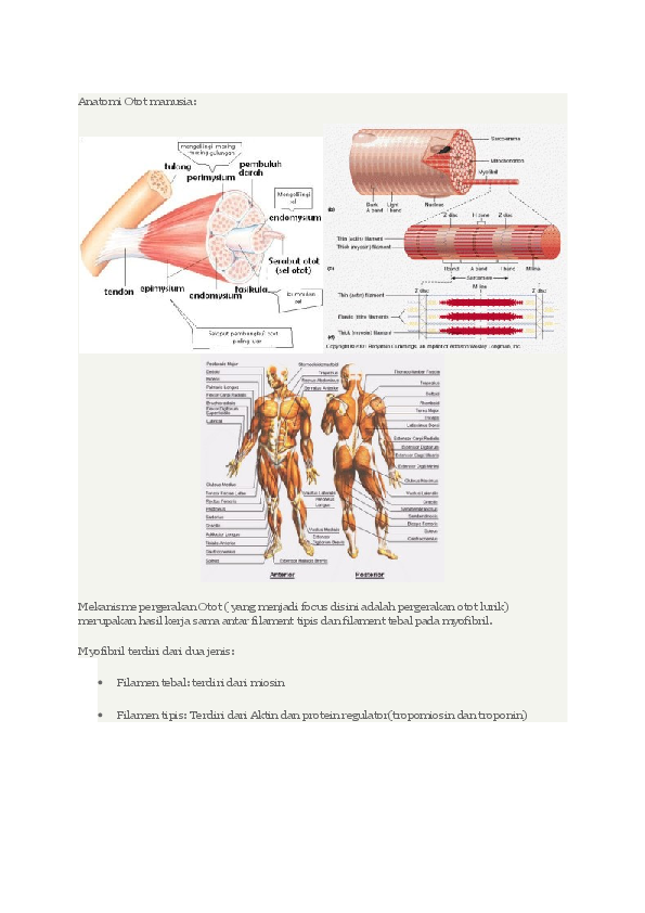 (DOC) Anatomi Otot manusia.docx